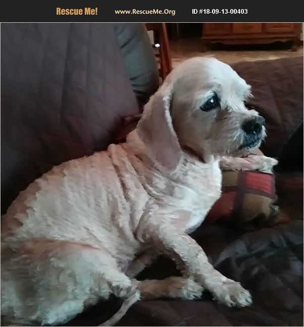 ADOPT 18091300403 ~ Cockapoo Rescue ~ New Port Richey, FL