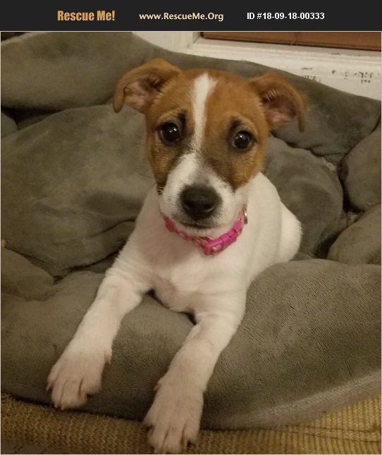 ADOPT 18091800333 ~ Jack Russell Rescue ~ Texas