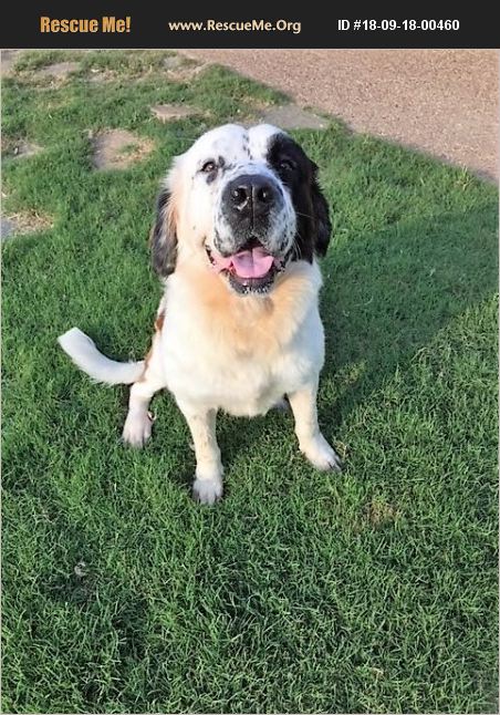 ADOPT 18091800460 ~ Saint Bernard Rescue ~ McKinney, TX