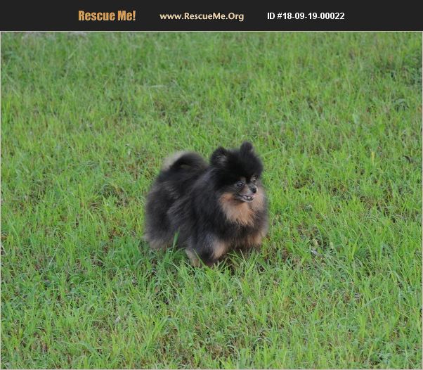 ADOPT 18091900022 ~ Pomeranian Rescue ~ Red House, WV