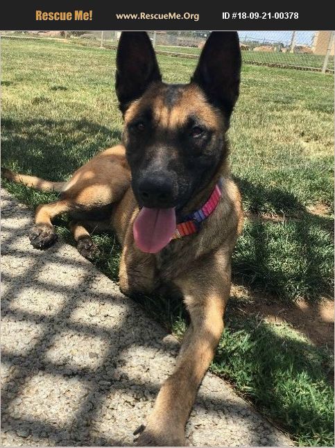 ADOPT 18092100378 ~ Belgian Malinois Rescue ~ Sacramento, CA