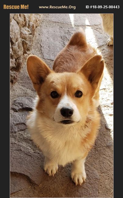 ADOPT 18092500443 ~ Corgi Rescue ~ Okanogan County, WA