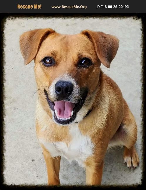 ADOPT 18092500493 ~ Jack Russell Rescue ~ Littleton, CO