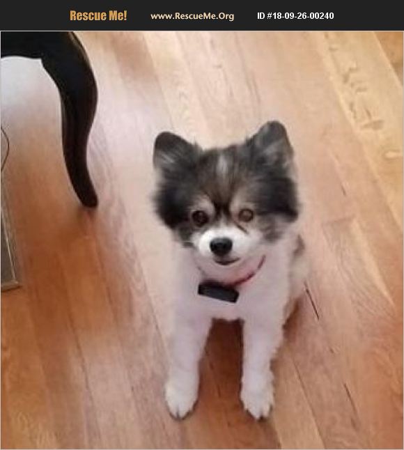 ADOPT 18092600240 ~ Pomeranian Rescue ~ Flint, MI