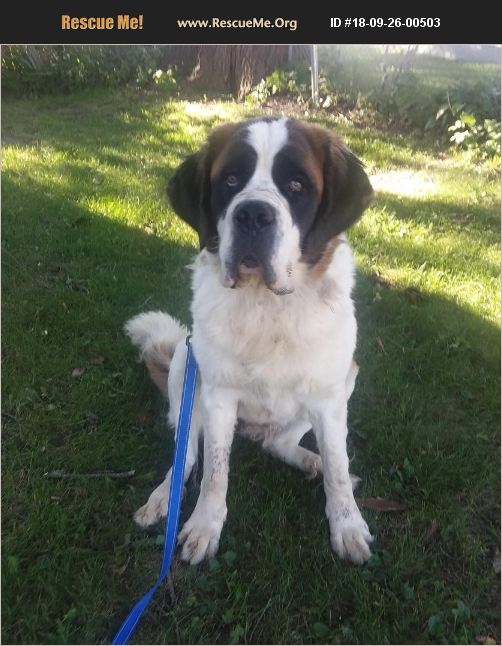 ADOPT 18092600503 ~ Saint Bernard Rescue ~ St Paul, MN