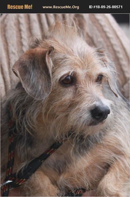 ADOPT 18092600571 ~ Norfolk Terrier Rescue ~ Staunton, Va, VA
