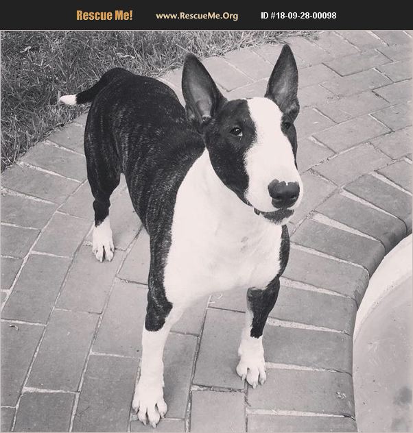 ADOPT 18092800098 ~ Bull Terrier Rescue ~ Midrand,