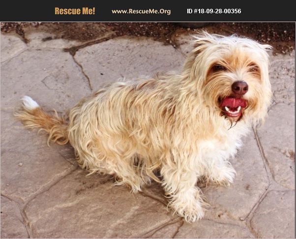ADOPT 18092800356 ~ Lhasa Apso Rescue ~ Phoenix, AZ