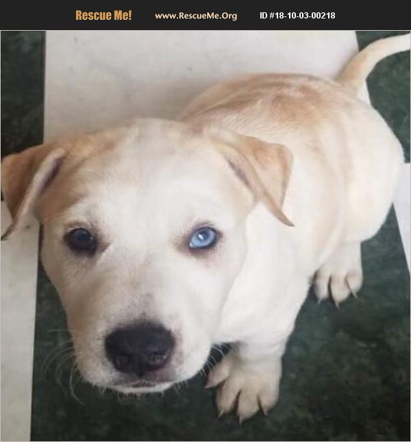 ADOPT 18100300218 ~ Australian Shepherd Rescue ~ Calhoun, GA