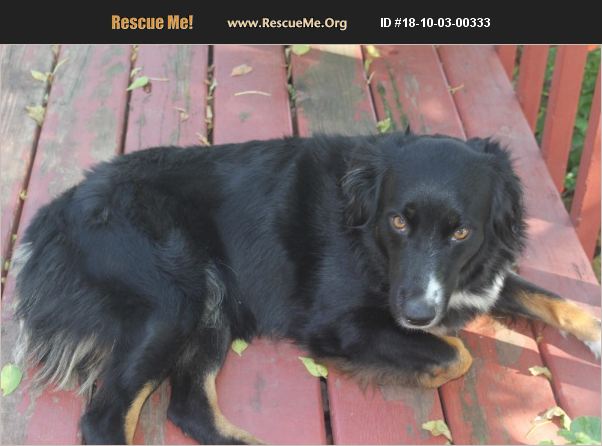ADOPT 18100300333 ~ Australian Shepherd Rescue ~ Baltic, SD