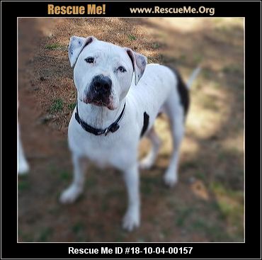 - Pennsylvania Dog Rescue - ADOPTIONS - Rescue Me!