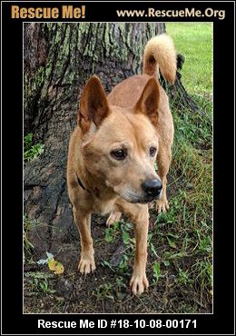 - Michigan Dog Rescue - ADOPTIONS - Rescue Me!