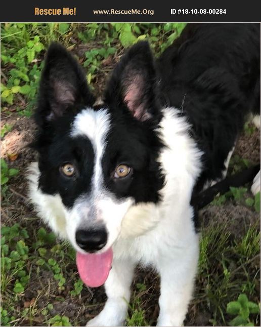 ADOPT 18100800284 ~ Border Collie Rescue ~ Bradenton, FL