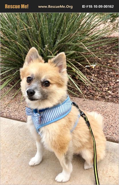 ADOPT 18100900162 ~ Pomeranian Rescue ~ Chandler, AZ