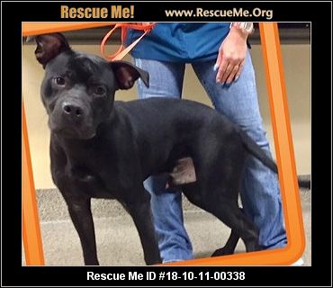 - Florida Dog Rescue - ADOPTIONS - Rescue Me!