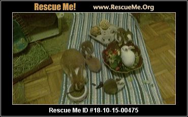 - California Rabbit Rescue - ADOPTIONS - Rescue Me!