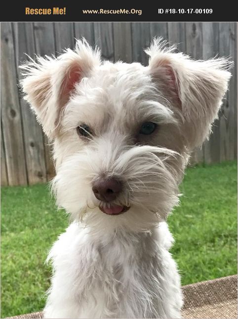 ADOPT 18101700109 ~ Schnauzer Rescue ~ Abilene, TX