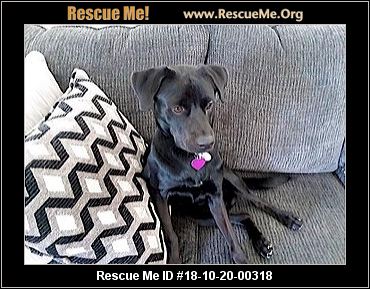 - Colorado Lab Rescue - ADOPTIONS - Rescue Me!