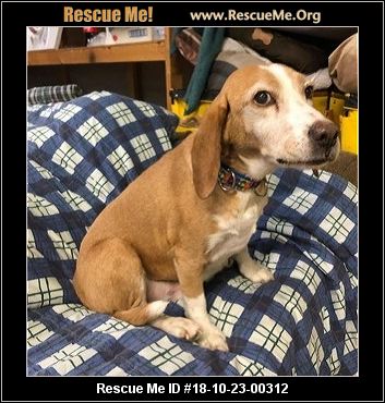 - Tennessee Beagle Rescue - ADOPTIONS - Rescue Me!