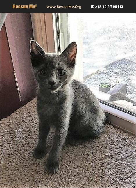 ADOPT 18102500113 ~ Russian Blue Rescue ~ Tampa, FL