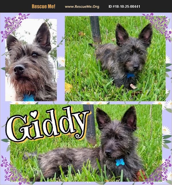 ADOPT 18102500441 ~ Scottish Terrier Rescue ~ Houston, TX