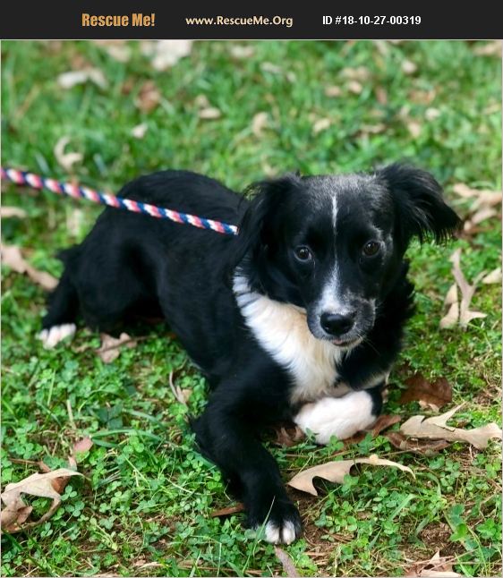 ADOPT 18102700319 ~ Border Collie Rescue ~ Winder , GA