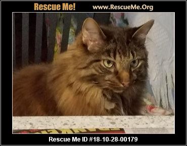 - Massachusetts Cat Rescue - ADOPTIONS - Rescue Me!
