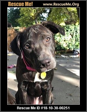 - Utah Dog Rescue - ADOPTIONS - Rescue Me!