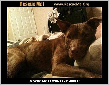 - Virginia Dog Rescue - ADOPTIONS - Rescue Me!