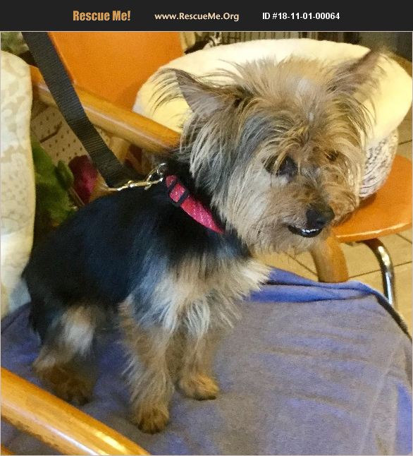 ADOPT 18110100064 ~ Yorkie Rescue ~ Phoenix, AZ