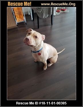 - Virginia Dog Rescue - ADOPTIONS - Rescue Me!