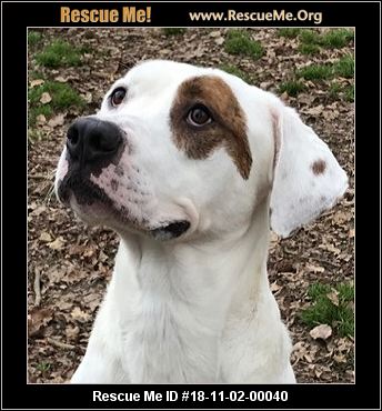 - Virginia Dog Rescue - ADOPTIONS - Rescue Me!