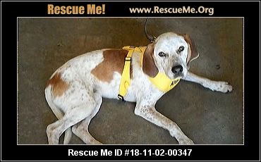 - Virginia Dog Rescue - ADOPTIONS - Rescue Me!