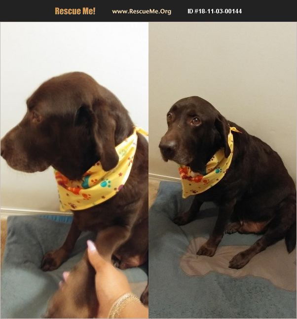 ADOPT 18110300144 ~ Lab Rescue ~ Atlanta, GA