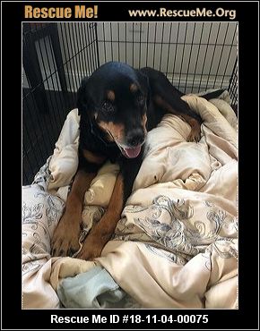 - Virginia Dog Rescue - ADOPTIONS - Rescue Me!