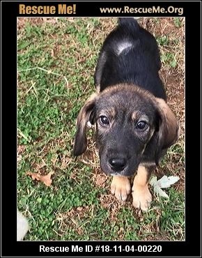 - Virginia Dog Rescue - ADOPTIONS - Rescue Me!