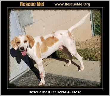 - Virginia Dog Rescue - ADOPTIONS - Rescue Me!
