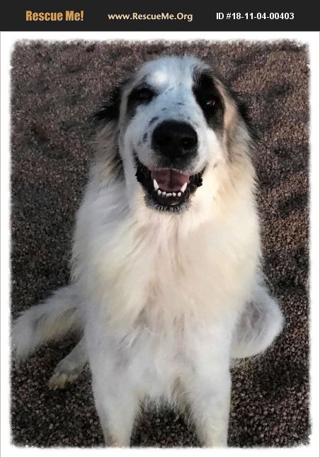 ADOPT 18110400403 ~ Great Pyrenees Rescue ~ Littleton, CO