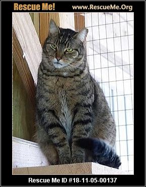 - Virginia Cat Rescue - ADOPTIONS - Rescue Me!