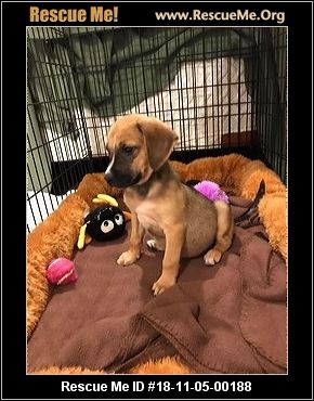 - Virginia Dog Rescue - ADOPTIONS - Rescue Me!