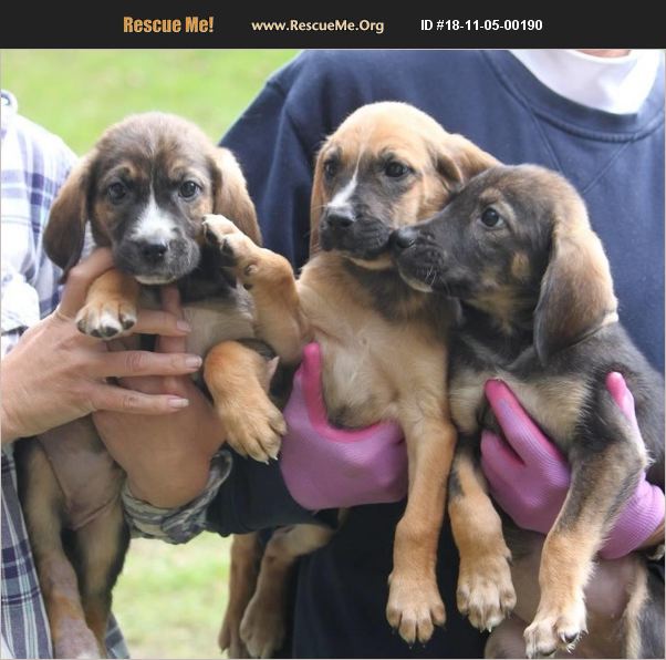 ADOPT 18110500190 ~ Bloodhound Rescue ~ Staunton, Va, VA