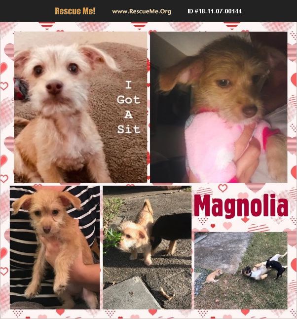 ADOPT 18110700144 ~ Chihuahua Rescue ~ Houston, TX