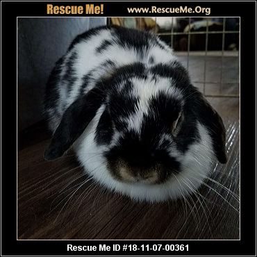 - California Rabbit Rescue - ADOPTIONS - Rescue Me!