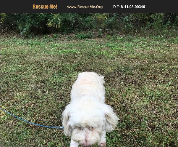 ADOPT 18110800346 ~ Cockapoo Rescue ~ Houston, TX