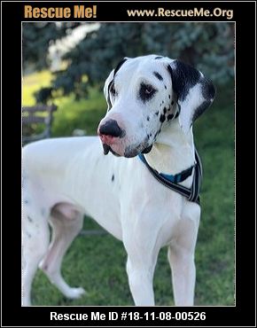 - Texas Great Dane Rescue - ADOPTIONS - Rescue Me!