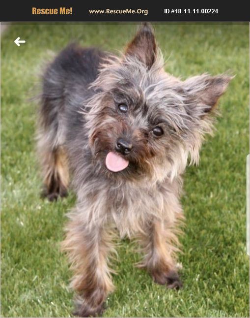 ADOPT 18111100224 ~ Yorkie Rescue ~ Chandler, AZ