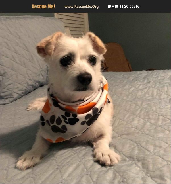 ADOPT 18112000346 ~ Maltese Rescue ~ SANFORD, NC