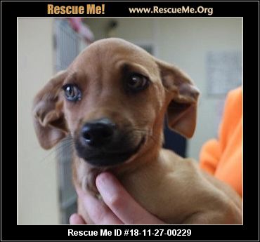 - Iowa Dog Rescue - ADOPTIONS - Rescue Me!