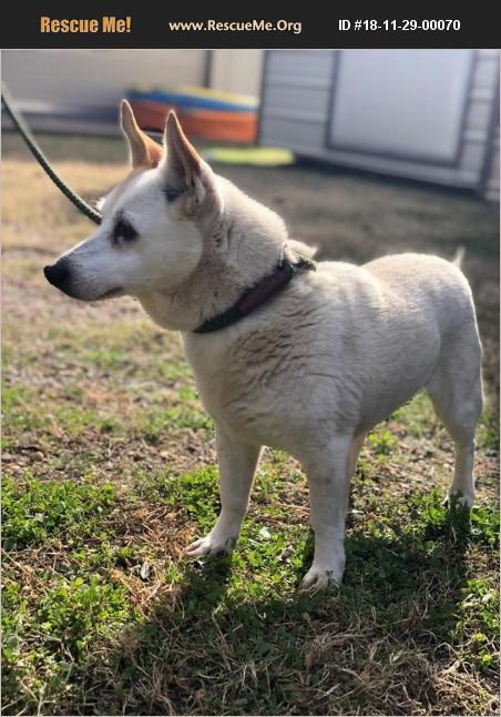 ADOPT 18112900070 ~ Corgi Rescue ~ La Grange, TX