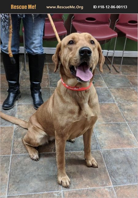 ADOPT 18120600113 ~ Golden Retriever Rescue ~ Lisbon, OH